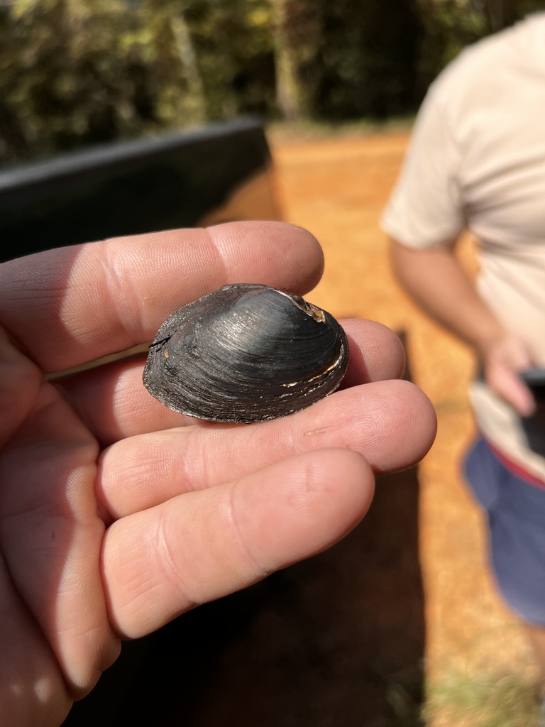 Fuzzy Pigtoe in October 2022 by Jesseholifield · iNaturalist