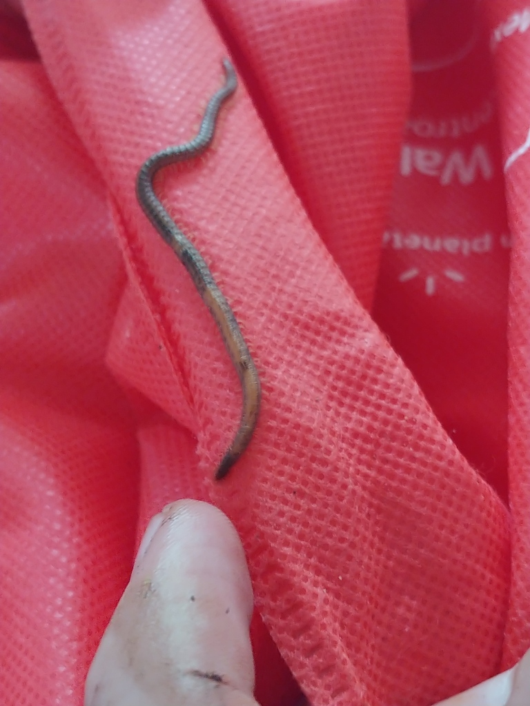 Segmented Worms from Osa Peninsula, Puntarenas Province, Costa Rica on ...