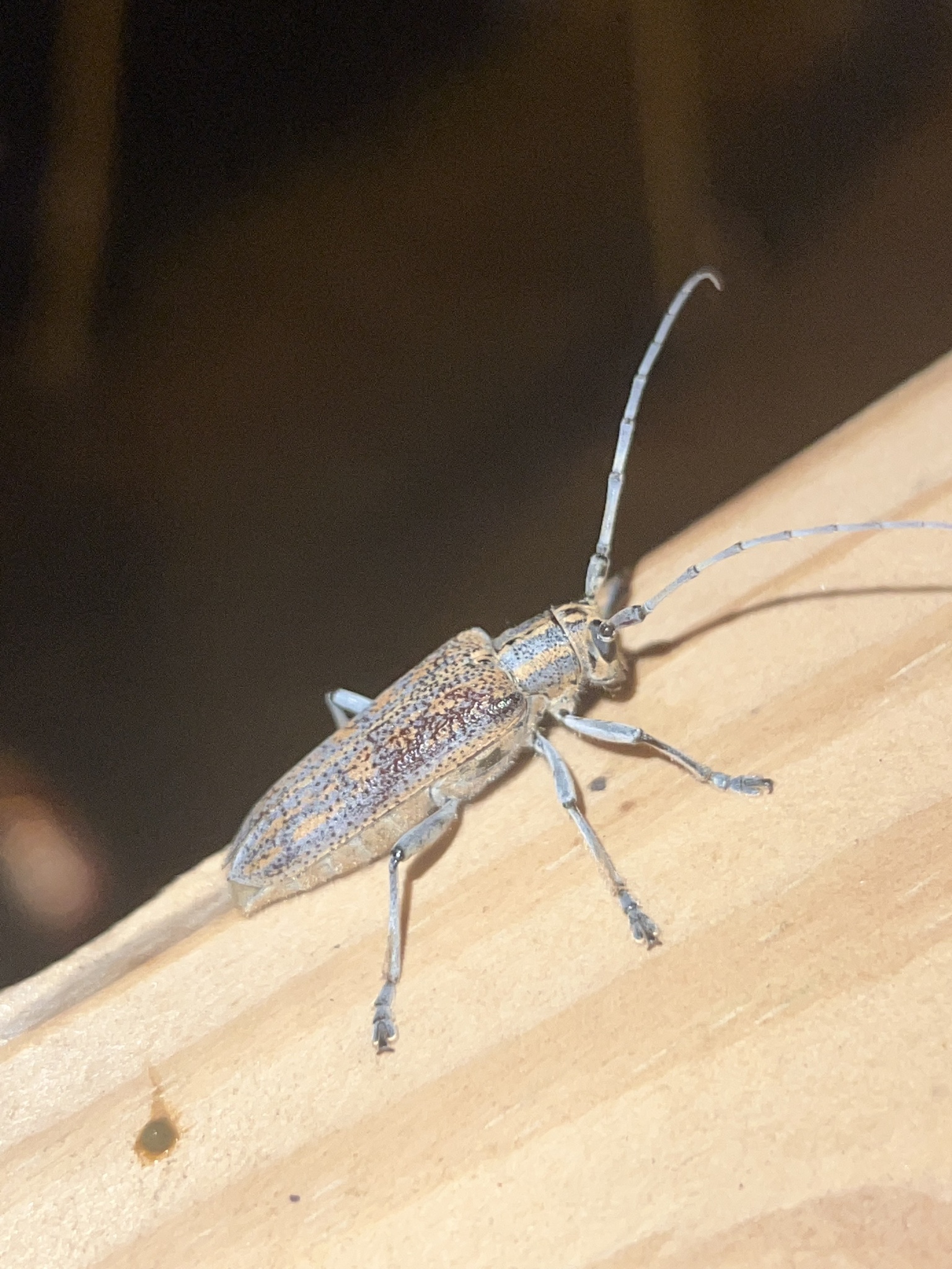 Saperda calcarata Say, 1824