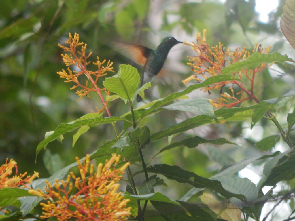 Blue-capped Hummingbird from Oaxaca, MX on May 15, 2015 by ...