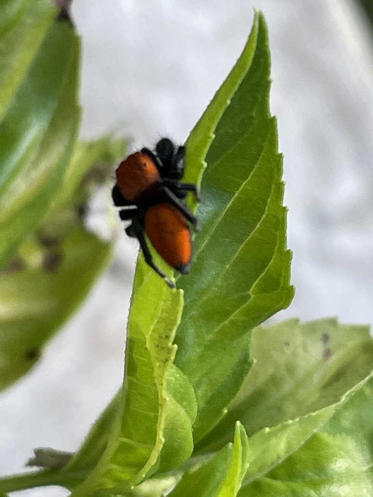 Cardinal Jumping Spider from Cedar Grove Rd, Pittsboro, NC, US on ...