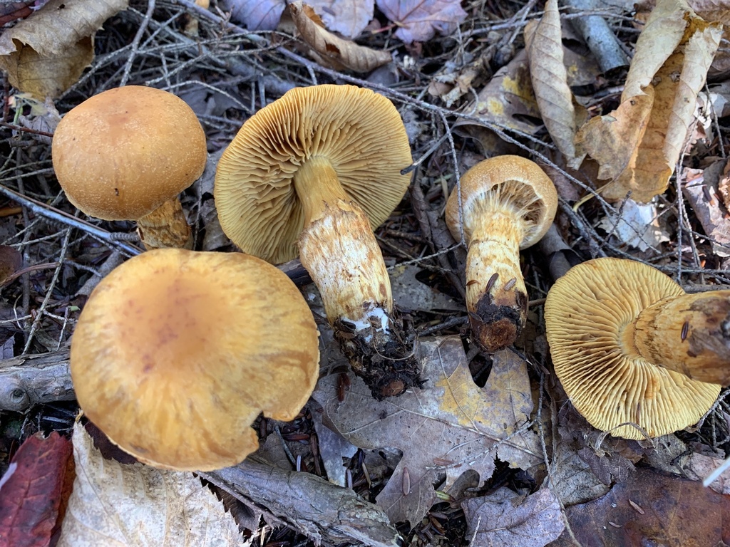 sunset webcap from Oswego County, US-NY, US on October 11, 2022 at 03: ...