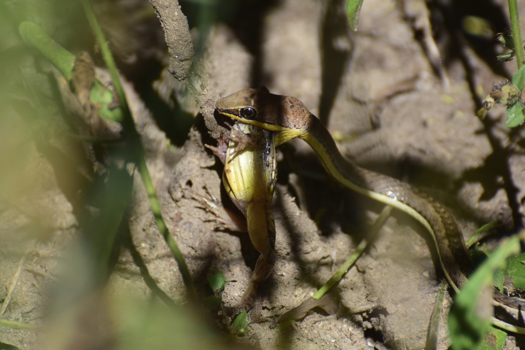 Eastern Stripe-bellied Sand Snake from Bushman's Baobab on April 15 ...