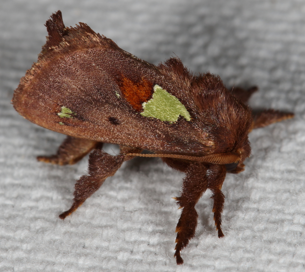 Spiny Oak-slug Moth from Liberty, TX, USA on October 2, 2022 at 09:05 ...