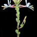 biennial beeblossom (Oenothera gaura) · iNaturalist