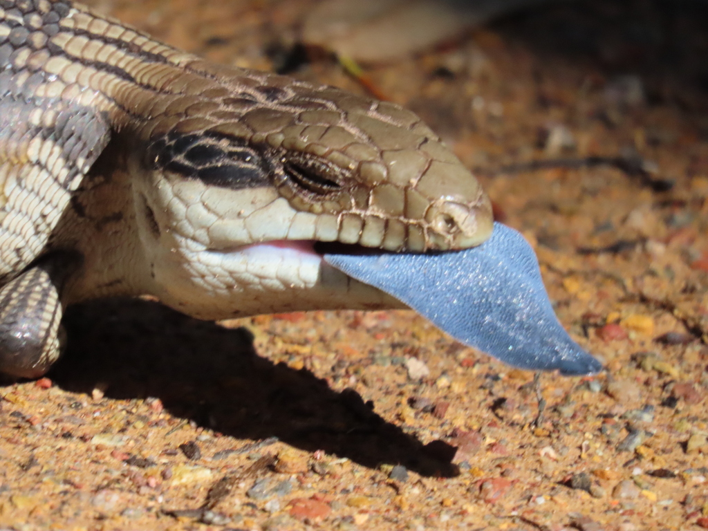 Common Blue-tongued Skink from Murramarang National Park, Benandarah ...