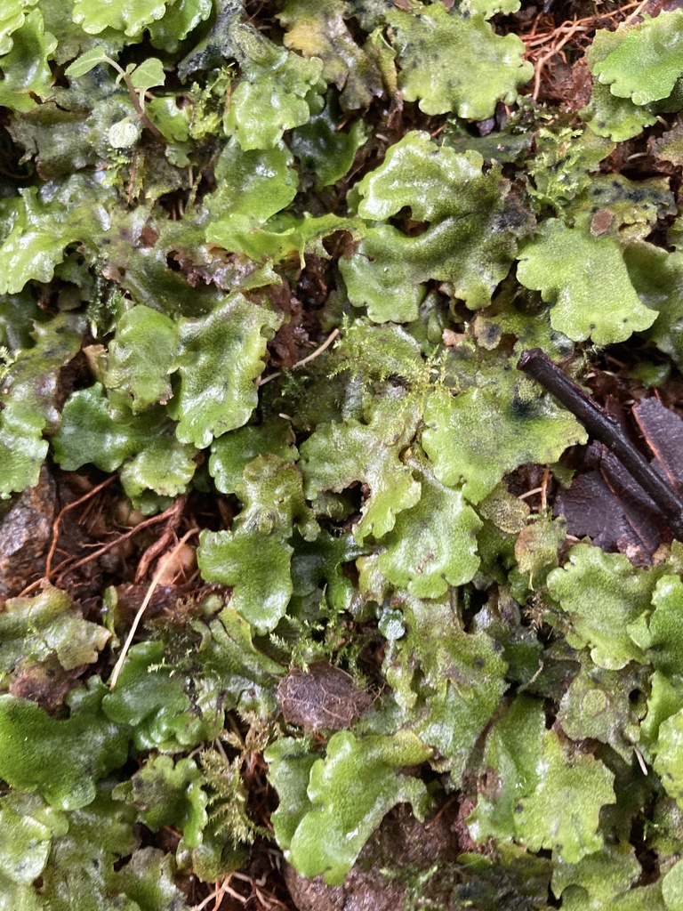 Monoclea gottschei from Paraíso, CR-CA, CR on June 26, 2022 at 09:35 AM ...