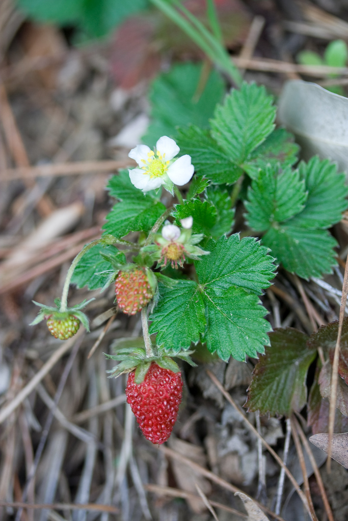 (Fragaria mexicana) - Botanical Realm
