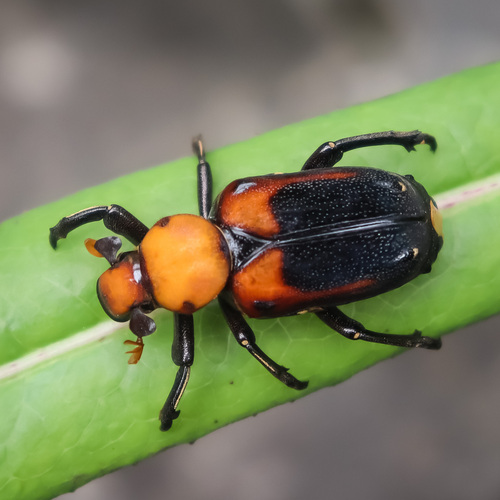 Genus Clinterocera · iNaturalist