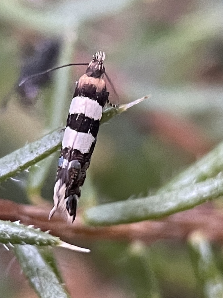 Metallic Sedge Moth from Frankston South, VIC, AU on October 12, 2022 ...