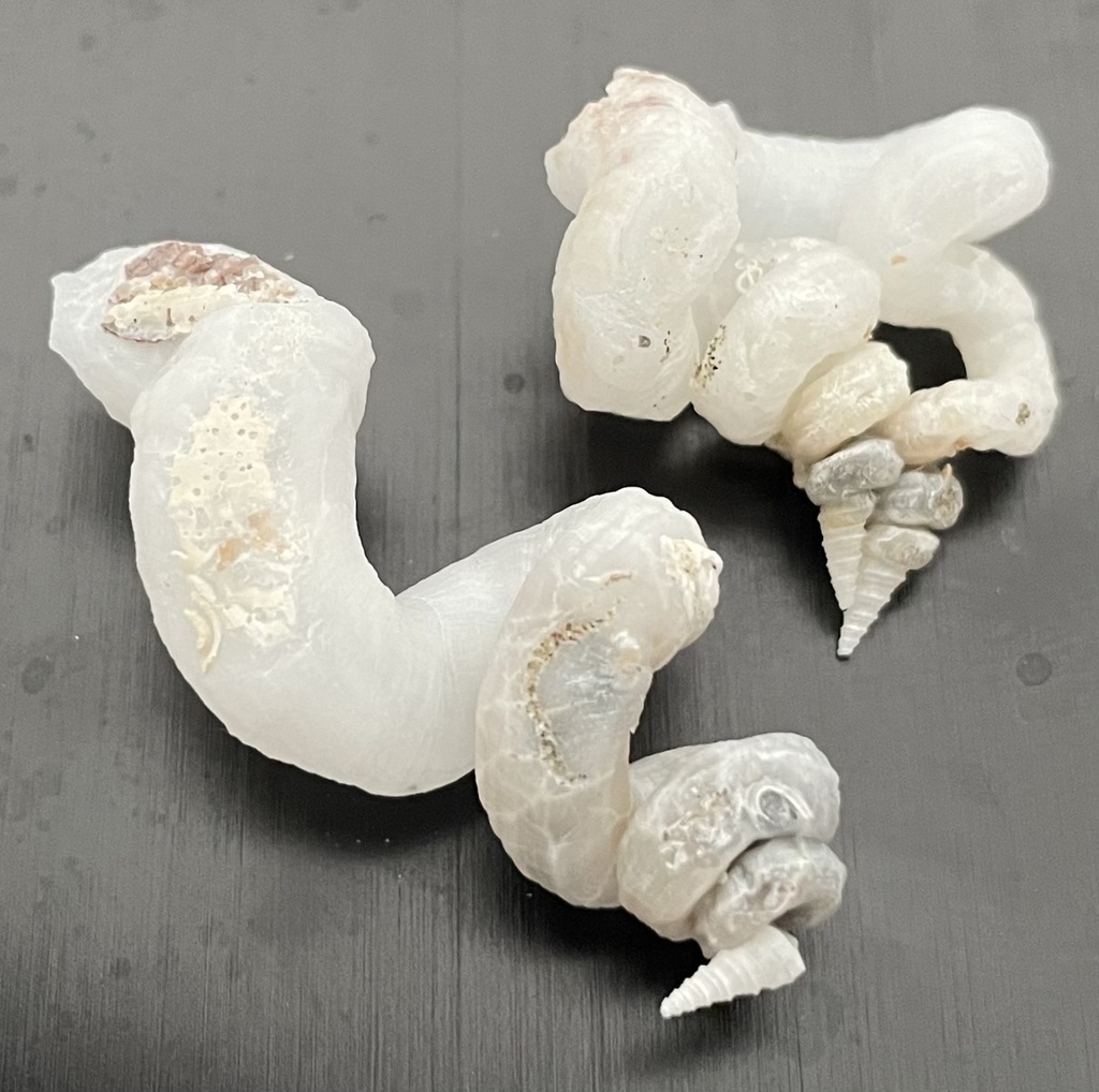 Vermicularia pellucida eburnea from Gulf of Panama, Panamá, PA on ...