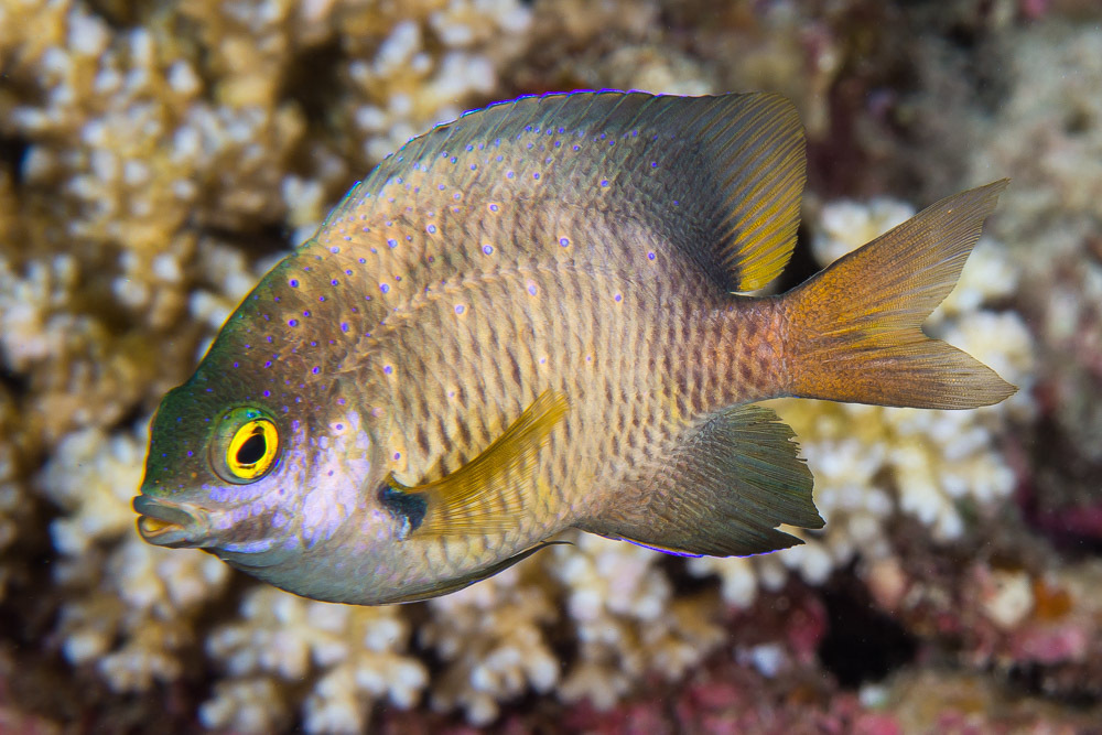 Jewel Damsel (Stegastes lacrymatus) - Marine Life Identification