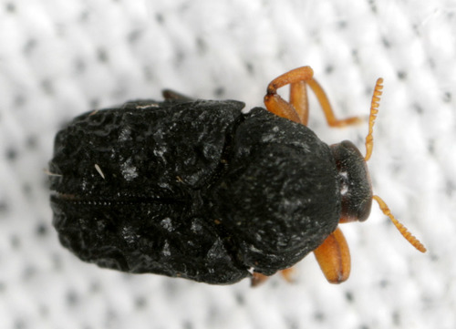 (Chlamisus foveolatus)