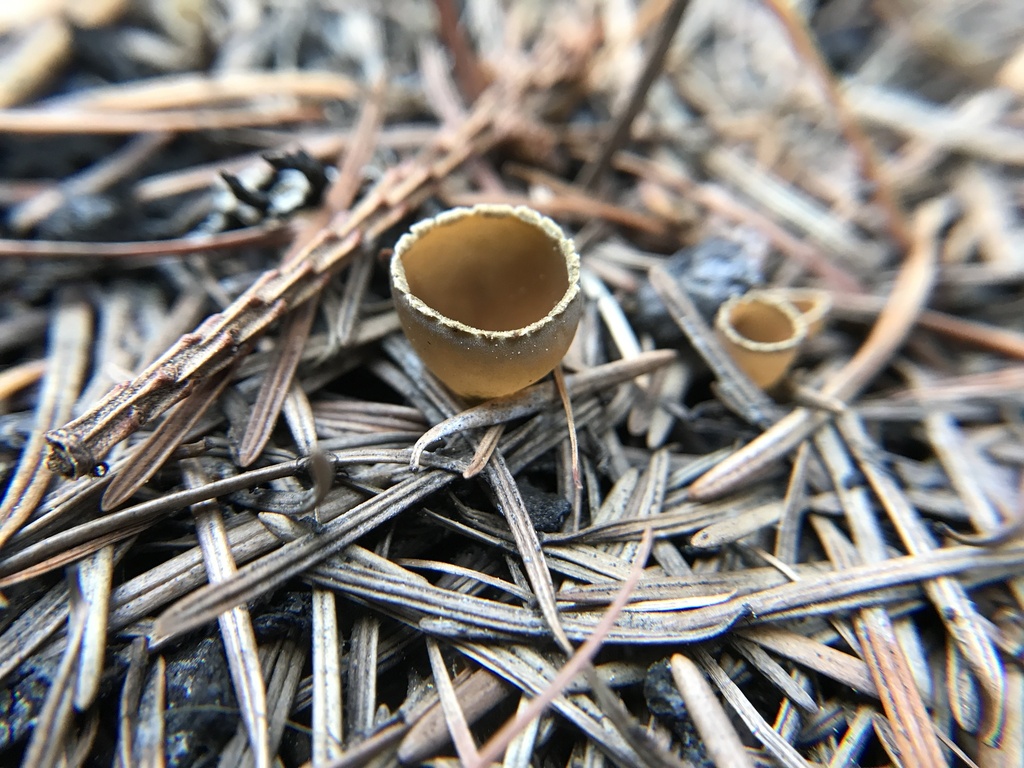 Geopyxis from Kootenai National Forest, Trout Creek, MT, US on May 25 ...