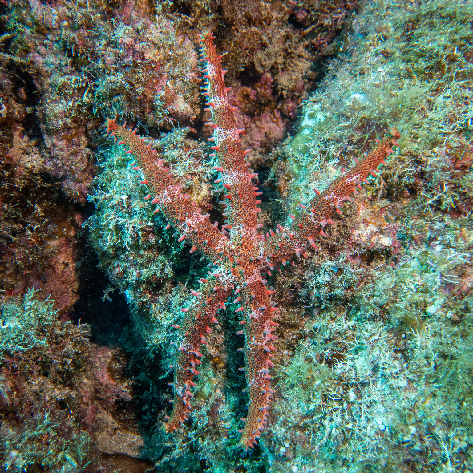 Mithrodia bradleyi Verrill, 1867