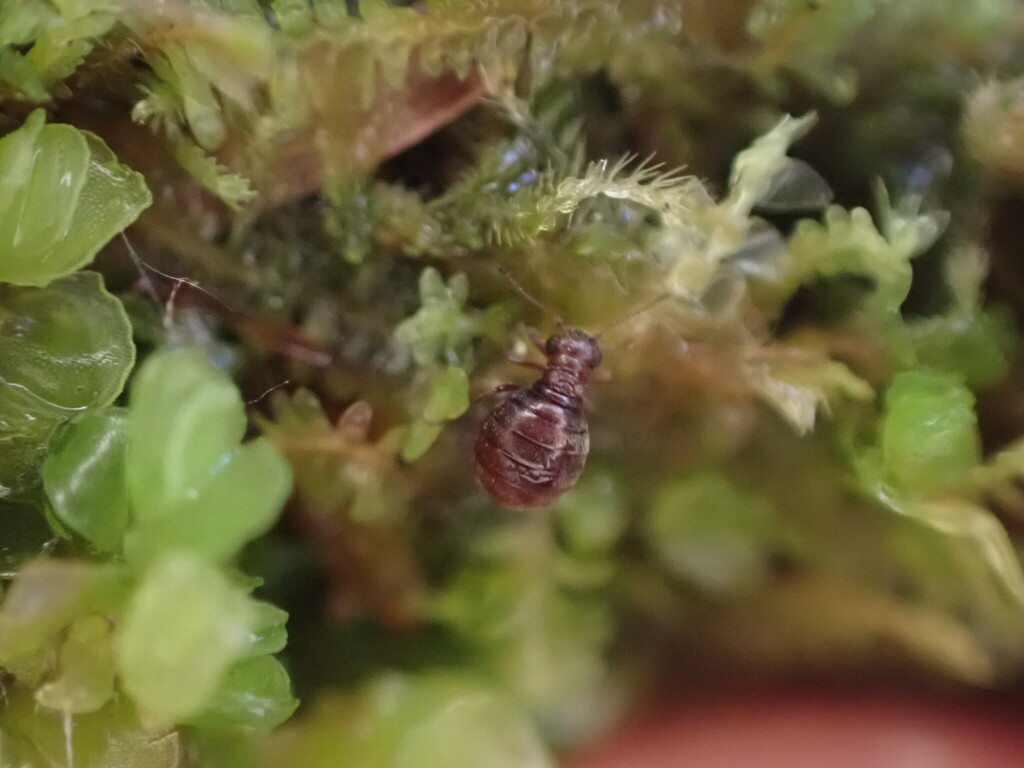 Caurinus dectes from Central Coast, BC, Canada on June 23, 2022 at 04: ...