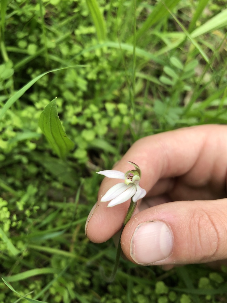 Pink Lady Fingers from Horsnell Gully and Giles Conservation Parks ...