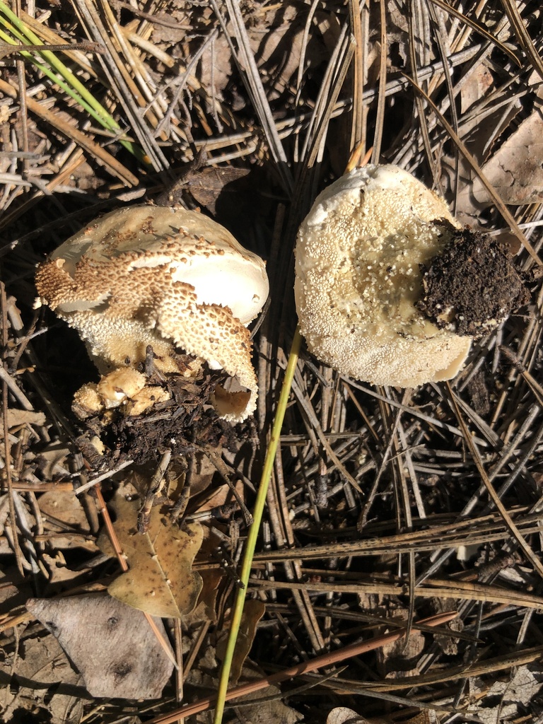 Peeling Puffball from Coconino County, US-AZ, US on October 11, 2022 at ...