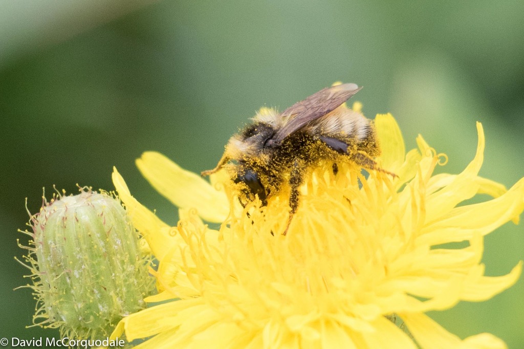 Northern Amber Bumble Bee from Richmond County, NS, Canada on August 23 ...