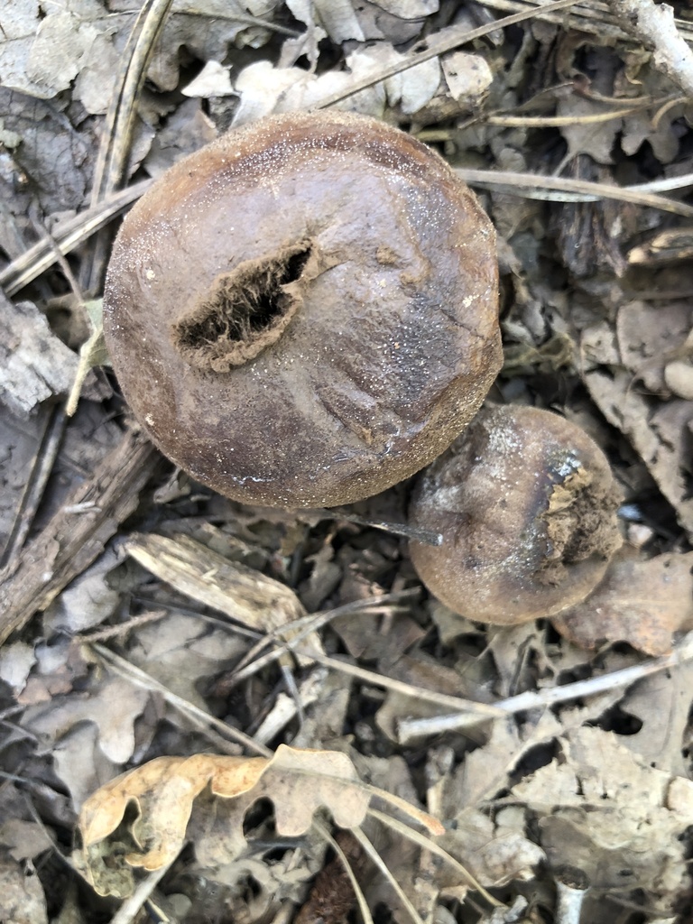 Peeling Puffball from Coconino National Forest, Happy Jack, AZ, US on ...