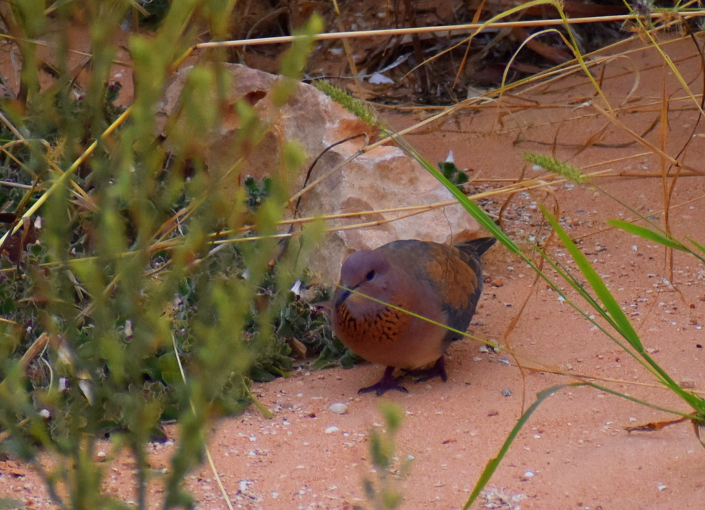 Laughing Dove from Nanga WA 6537, Australia on September 21, 2022 at 09 ...