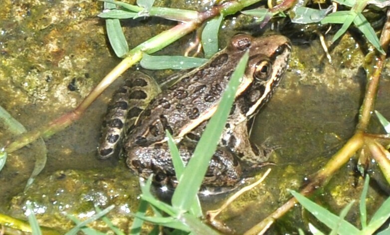 Transverse Volcanic Leopard Frog from Corregidora, Qro., México on ...