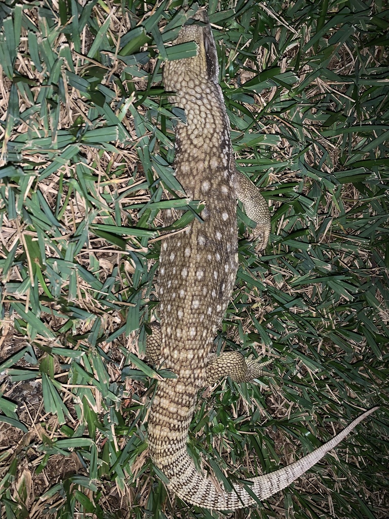 Savannah Monitor in October 2022 by The Leach. found dead in the ...