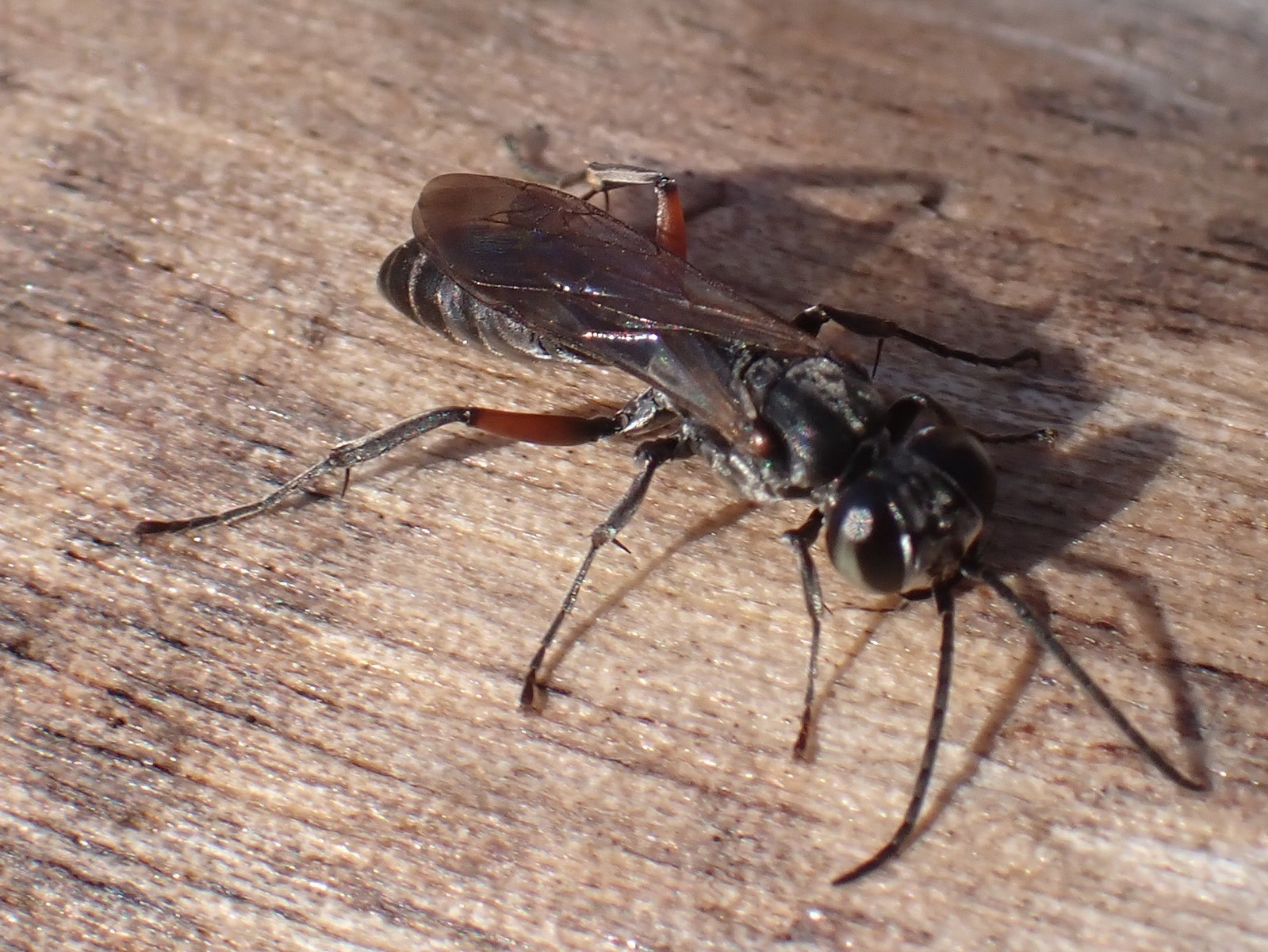 Liris subtessellatus (F.Smith, 1856)