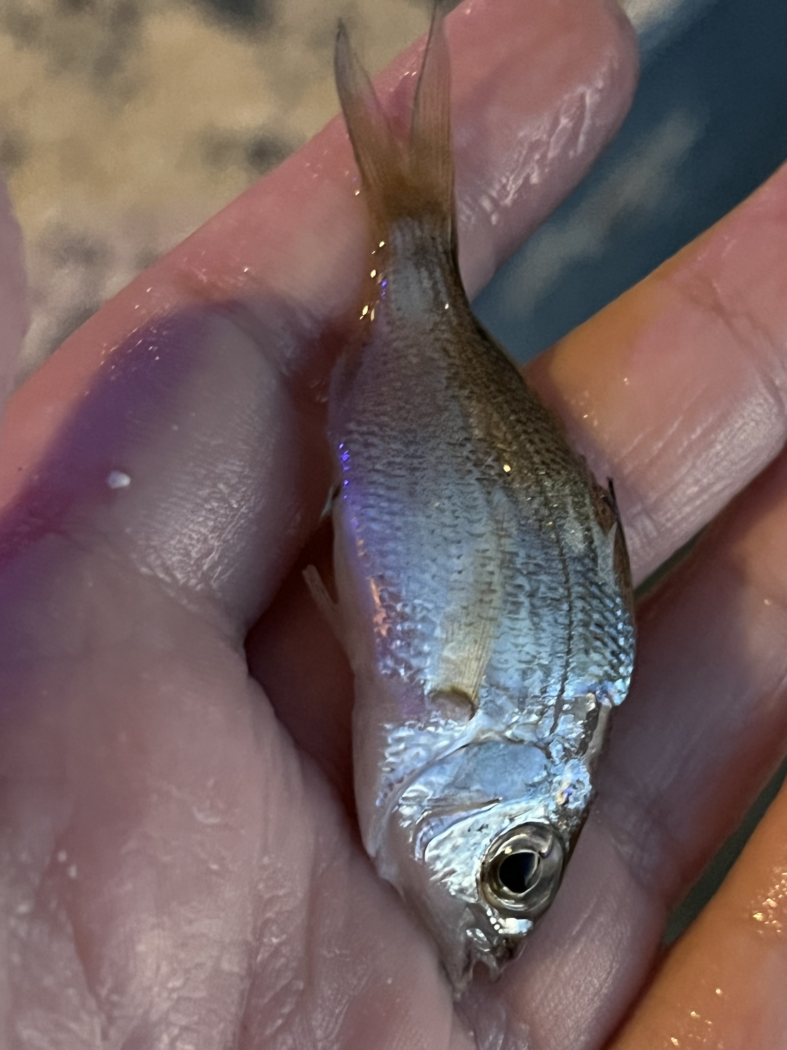 Diapterus auratus Ranzani, 1842