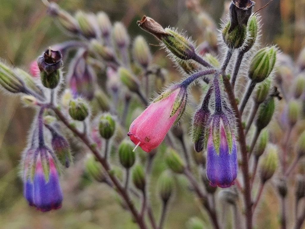 Onosma paniculata from 束河古镇 on September 9, 2022 at 02:14 PM by Kunpeng ...
