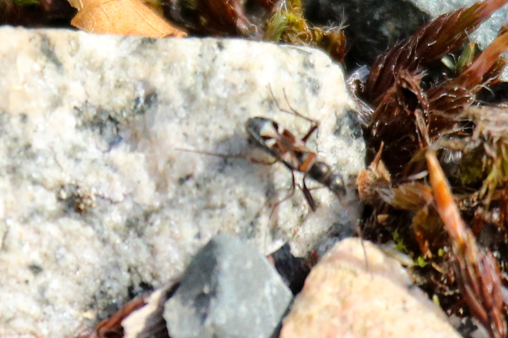 Slaterobius insignis from Northumberland County, NB, Canada on October ...