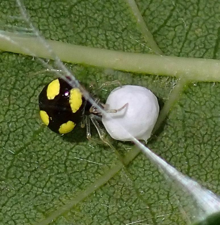 Ladybird Spider from 1-Ban Phon Ngam, Udon Thani, Thaïlande on October 11, 2022 at 08:02 AM by ...
