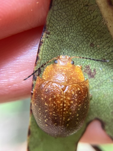 Paropsis affinis · iNaturalist