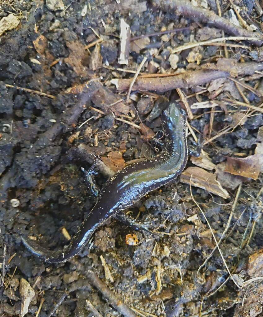 Blue-spotted Salamander in October 2022 by Tony Ernst · iNaturalist