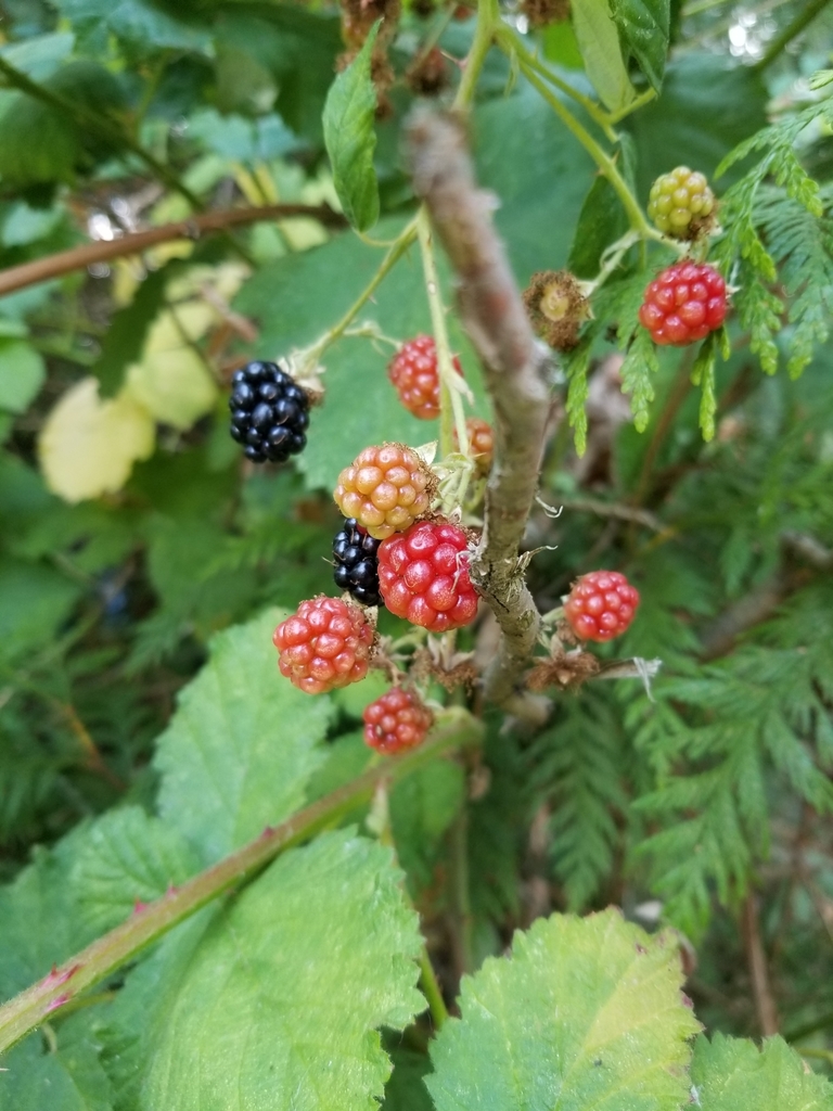 Armenian Blackberry (Rubus armeniacus) - Botanical Realm