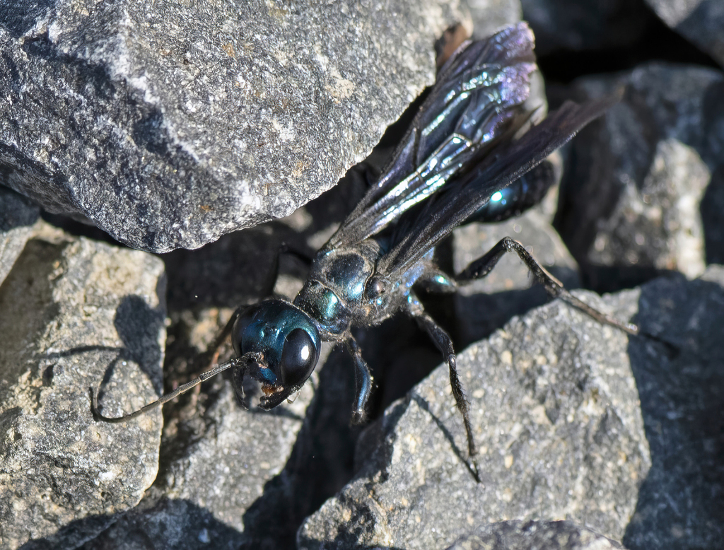 Steel-blue Cricket-hunter Wasp from Kennewick, WA, USA on October 11 ...