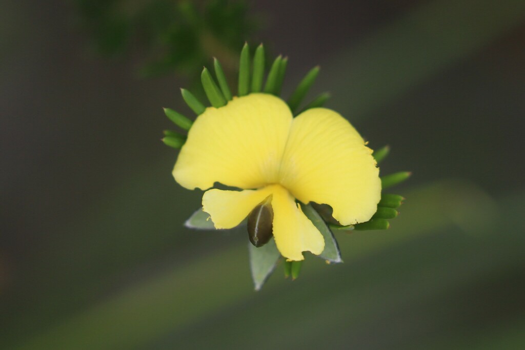 Gompholobium nitidum from Shelburne QLD 4874, Australia on July 13 ...