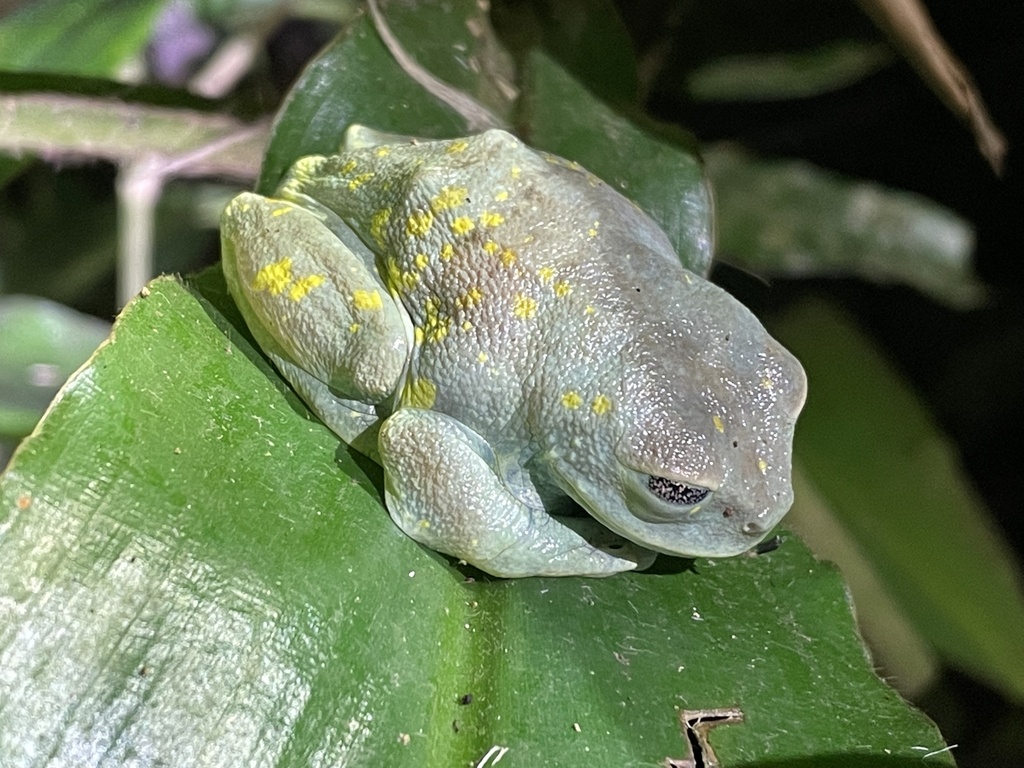 Ruby-eyed Tree Frog in September 2022 by michelemenegon · iNaturalist