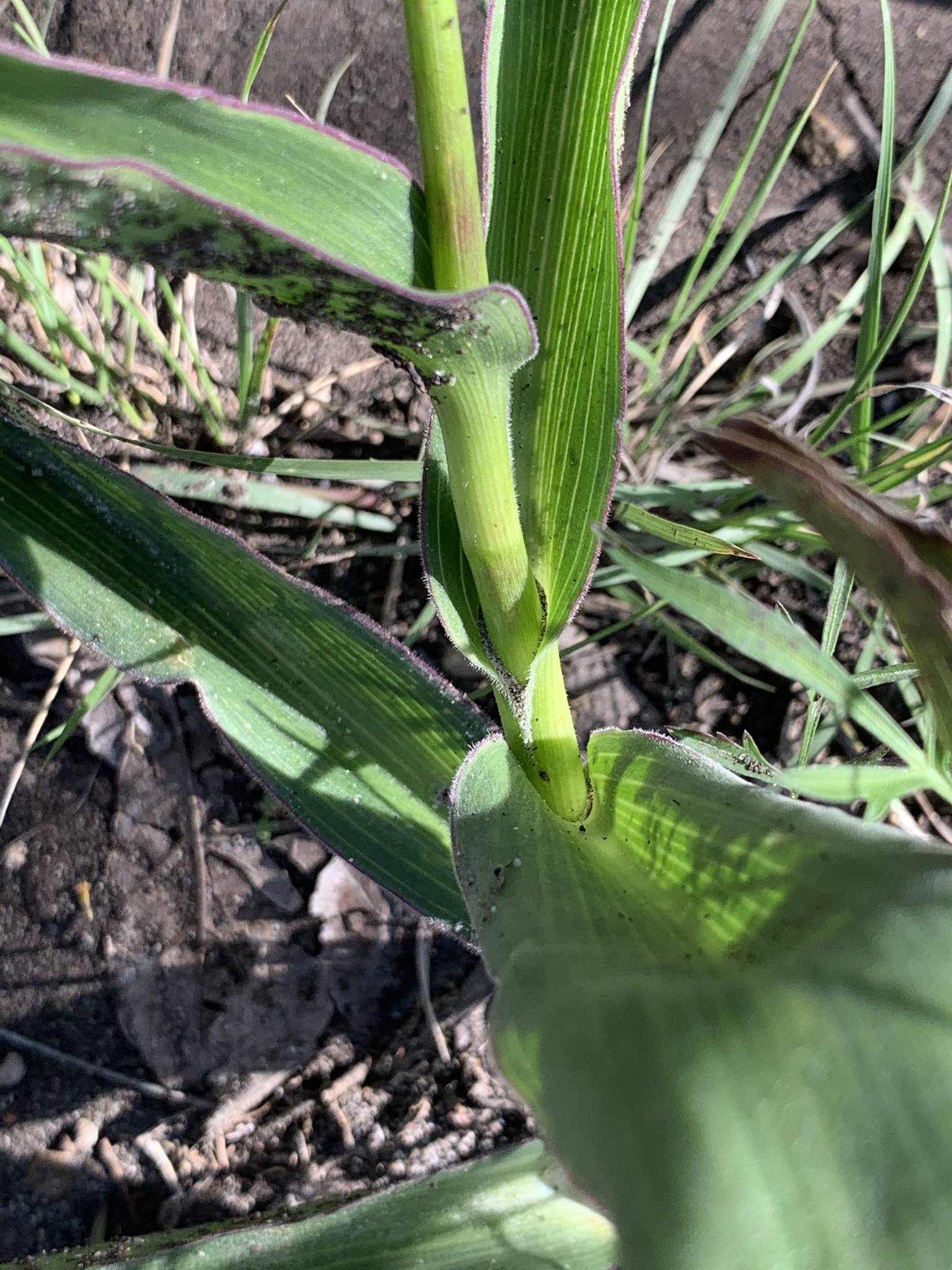 Thyrsanthemum floribundum (M.Martens & Galeotti) Pichon