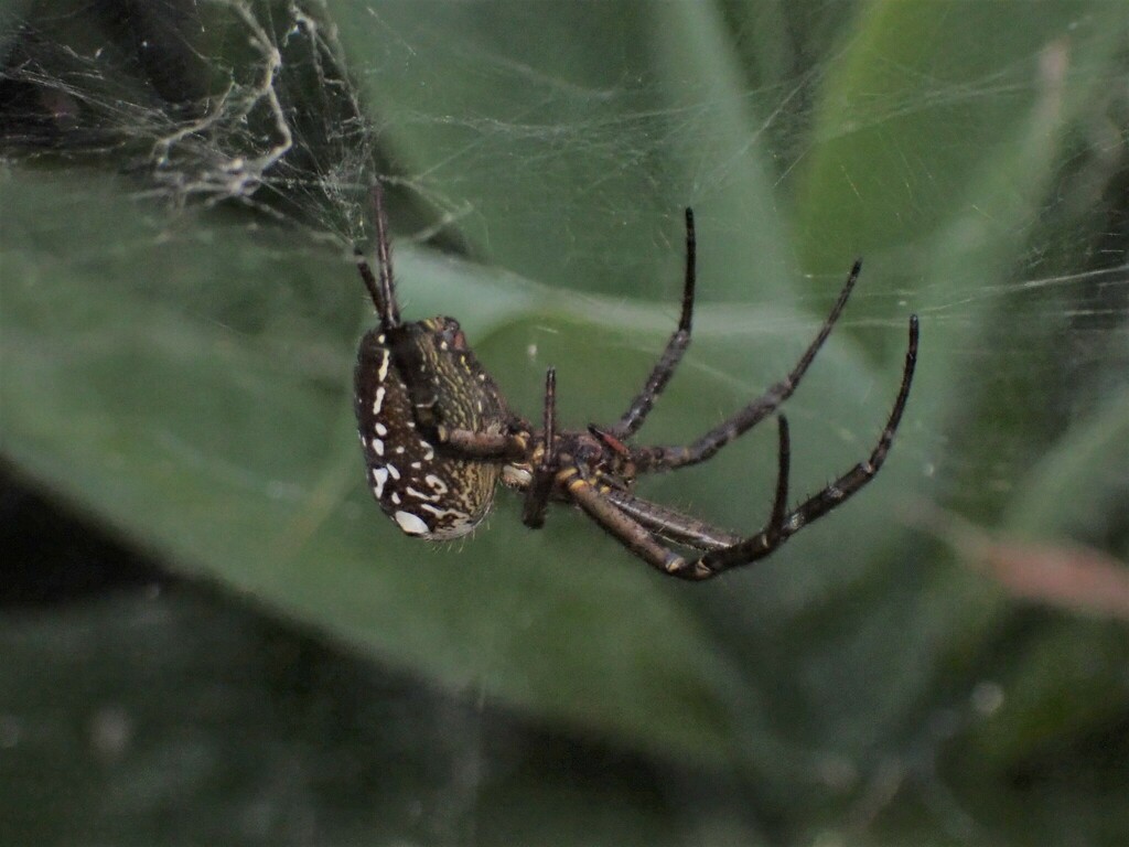 Dome Web Spider from Burnt Pine 2899, Norfolk Island on October 03 ...