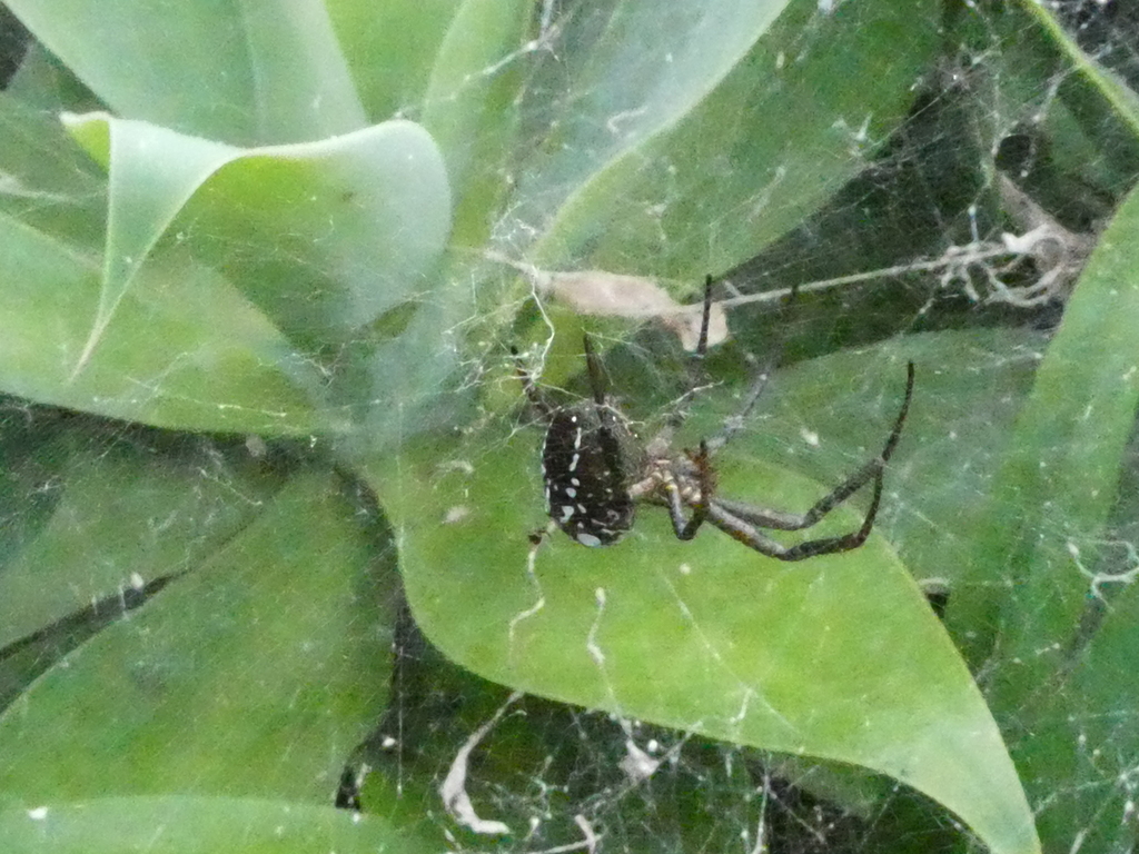 Dome Web Spider from Burnt Pine 2899, Norfolk Island on October 03 ...