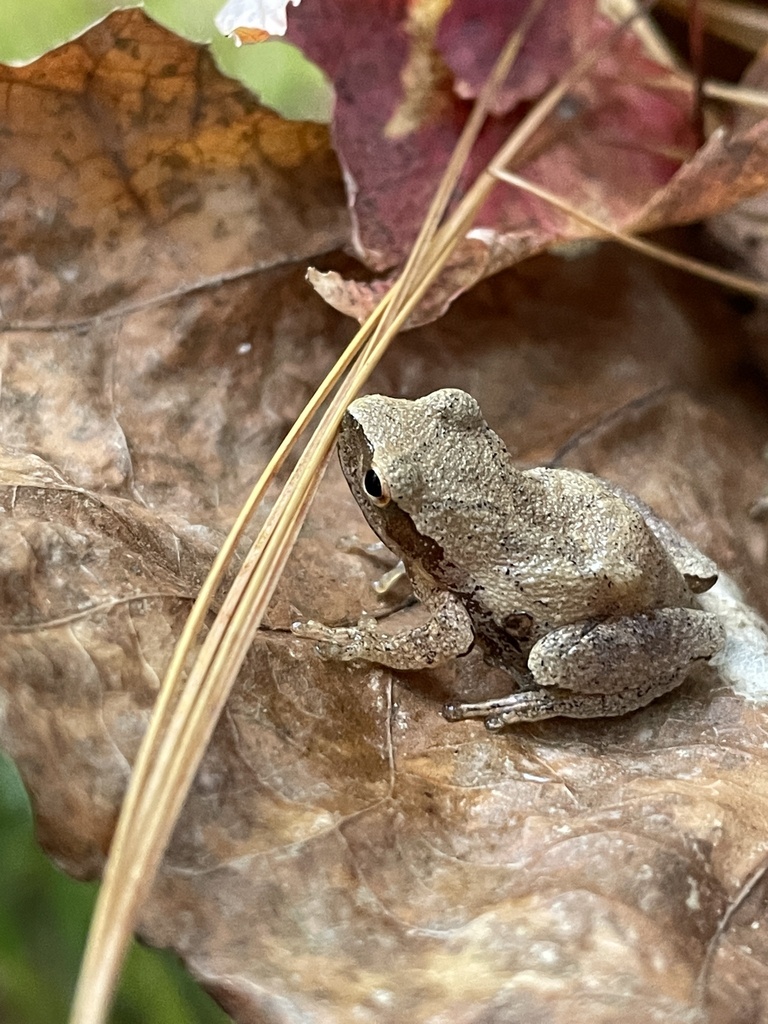 Spring Peeper from Mosinee, WI, US on October 10, 2022 at 05:40 PM by ...