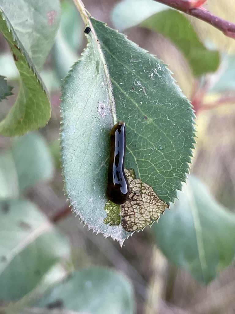 Cherry Slug Sawfly from Howard Buford County Park, Pleasant Hill, OR ...