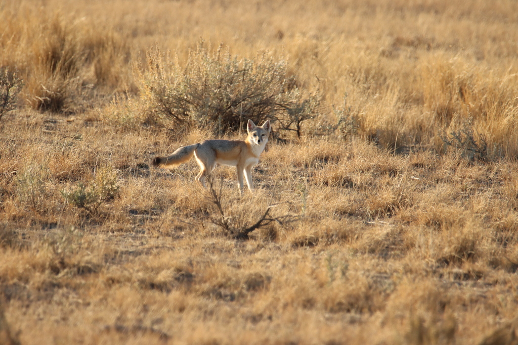 Swift Fox in October 2022 by Chris Fisher · iNaturalist