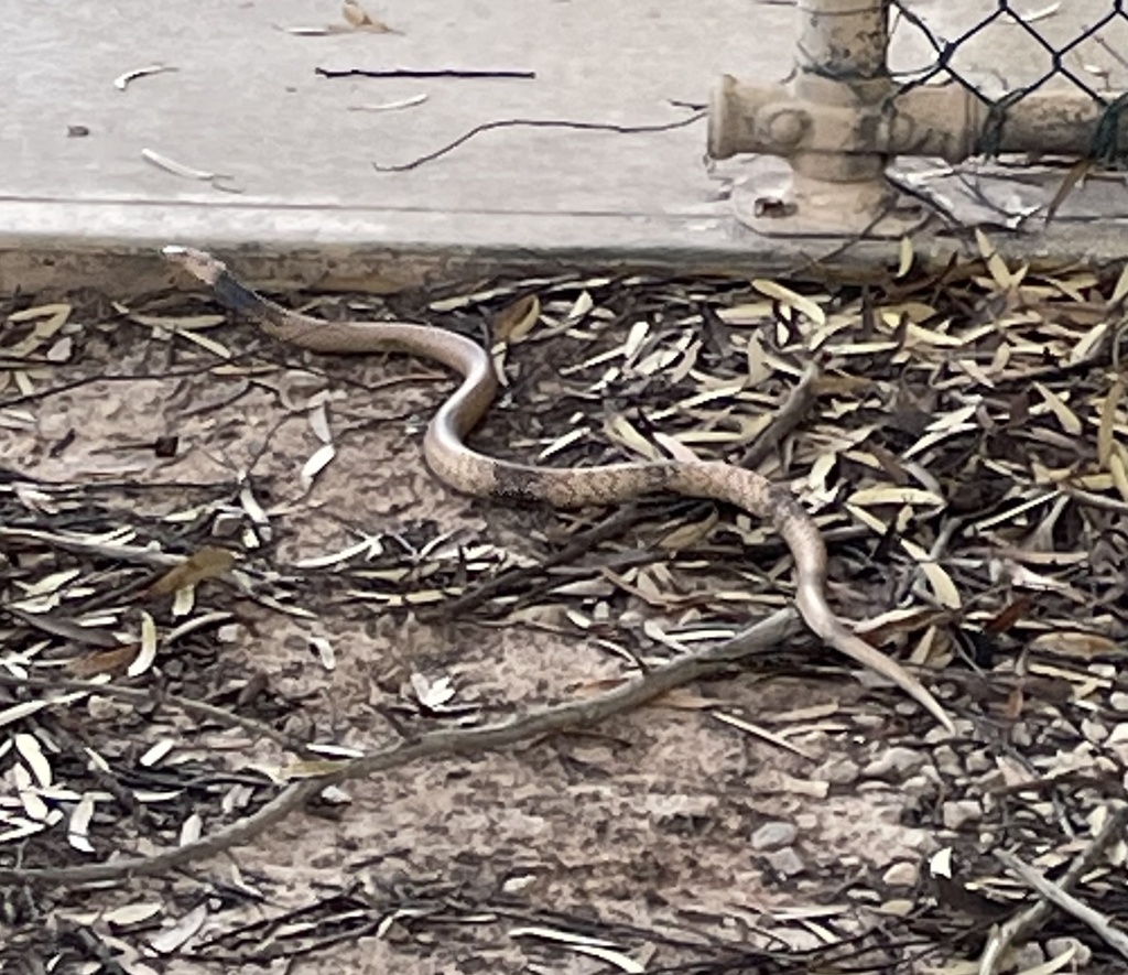 Shield-snouted Brown Snake from Olympic Dam Way, Olympic Dam, SA, AU on ...