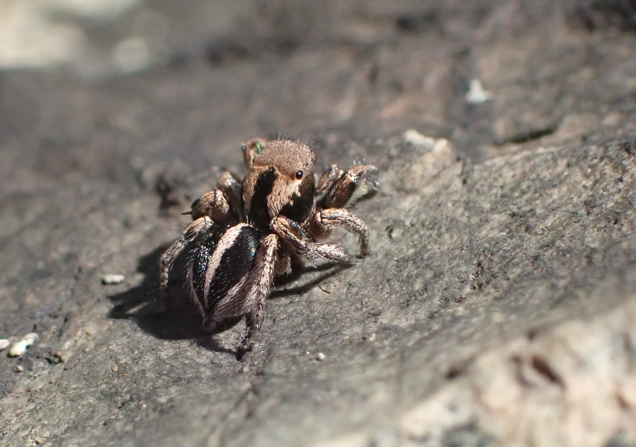 Habronattus calcaratus (Banks, 1904)