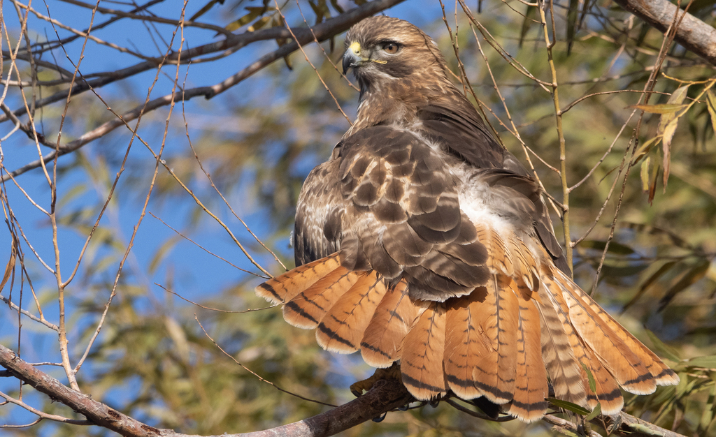 Red-tailed Hawk (Valle de Oro National Wildlife Refuge Christmas Bird ...
