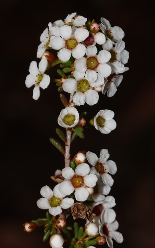 Baeckea latens · iNaturalist United Kingdom