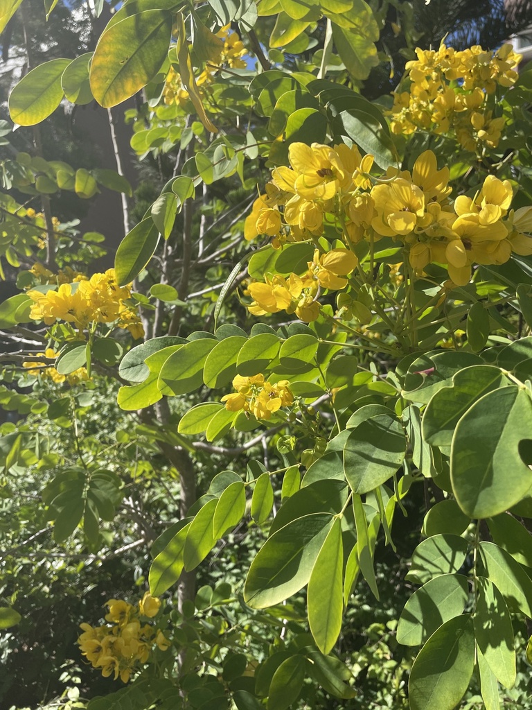 Smooth Senna from 靜宜大學, 沙鹿區, TW on October 12, 2022 at 02:32 PM by ...