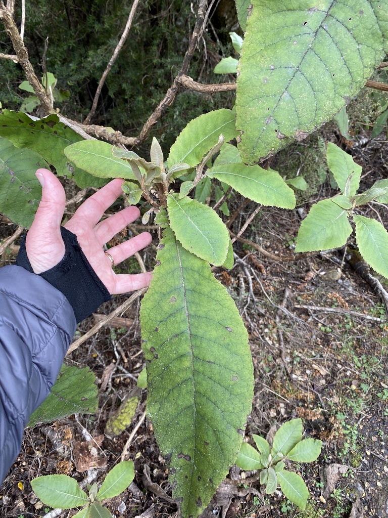 Brachyglottis hectorii from Te Waipounamu/South Island, Motueka, Tasman ...